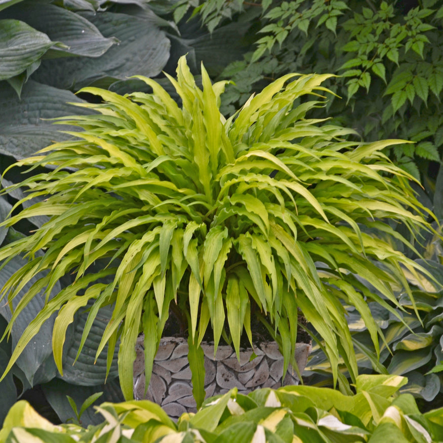 Buy Hostas For a Sunny Location - Sun Tolerant Hosta Plants – NH Hostas