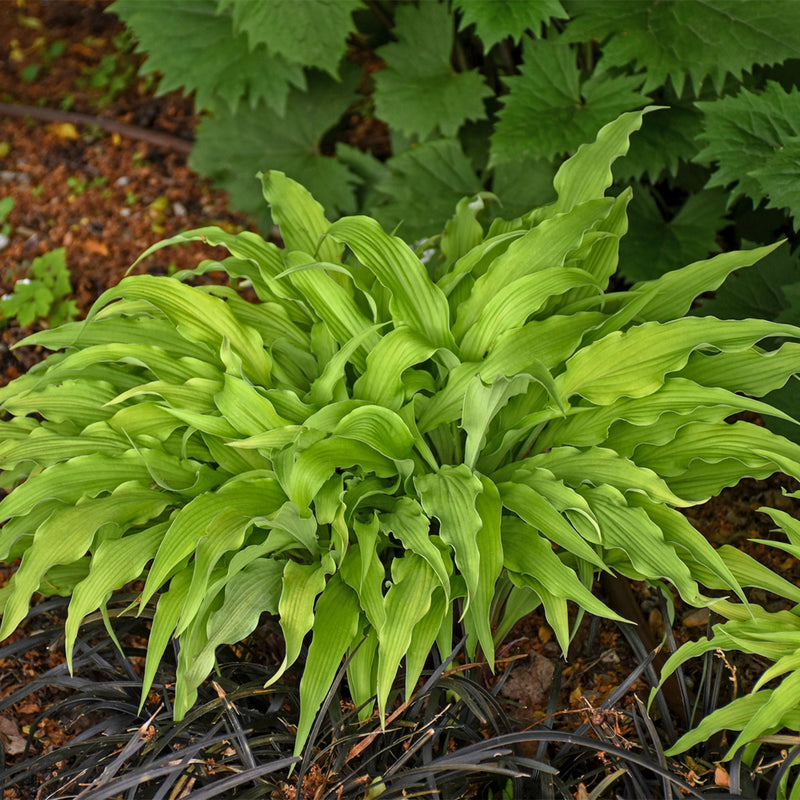 Curly Fries Hosta - Miniature Hosta Plant Sun Tolerant – NH Hostas