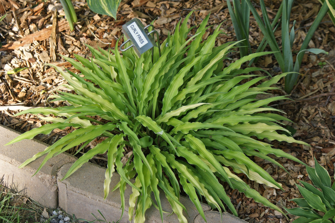 Curly Fries Hosta - Miniature Hosta Plant Sun Tolerant – NH Hostas