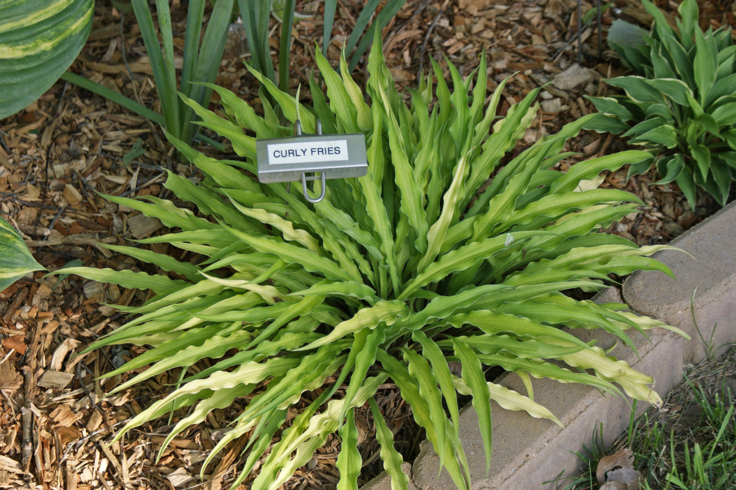 Curly Fries Hosta - Miniature Hosta Plant Sun Tolerant – NH Hostas