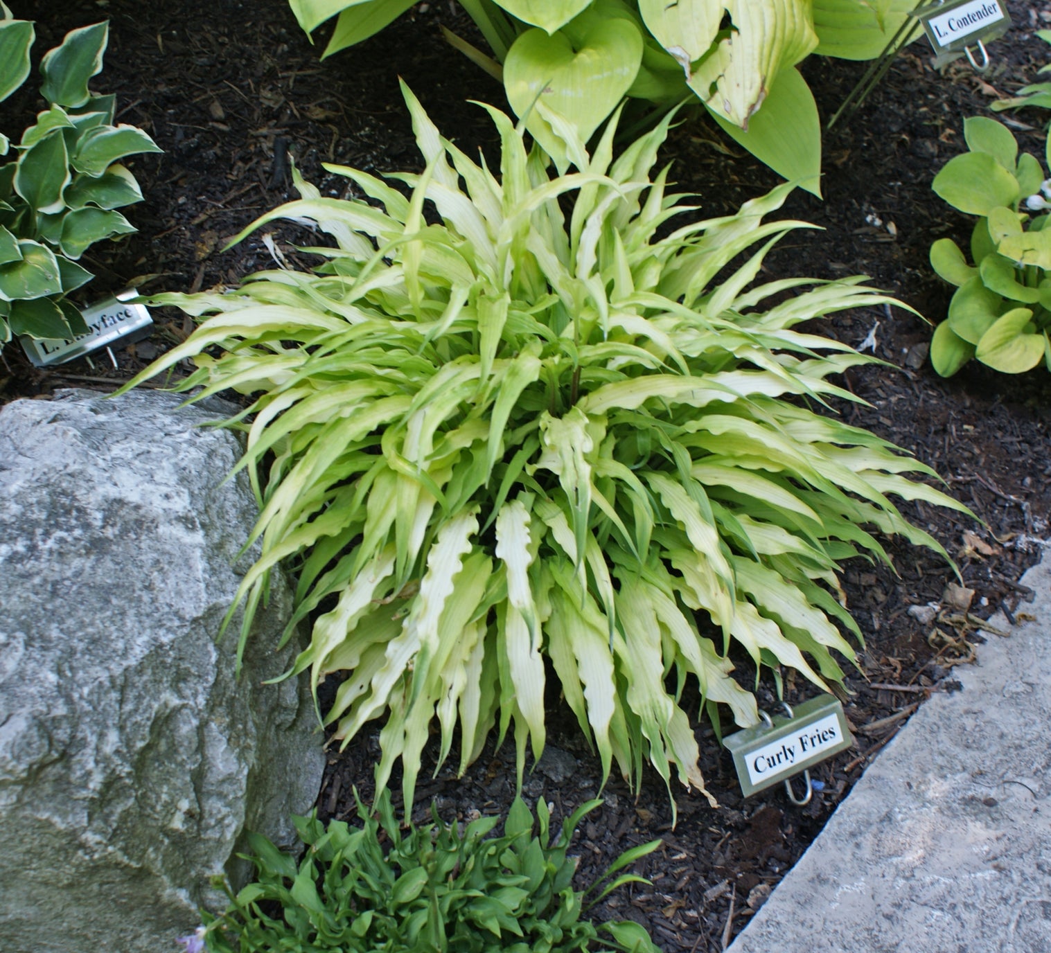 Curly Fries Hosta - Miniature Hosta Plant Sun Tolerant – NH Hostas