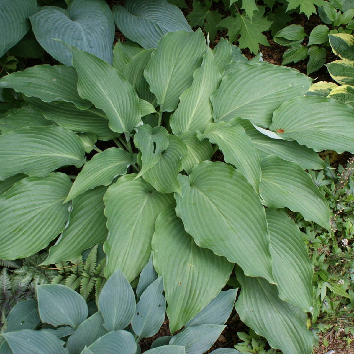 Cutting Edge Hosta - Shade Perennial Blue Hosta Plant – NH Hostas