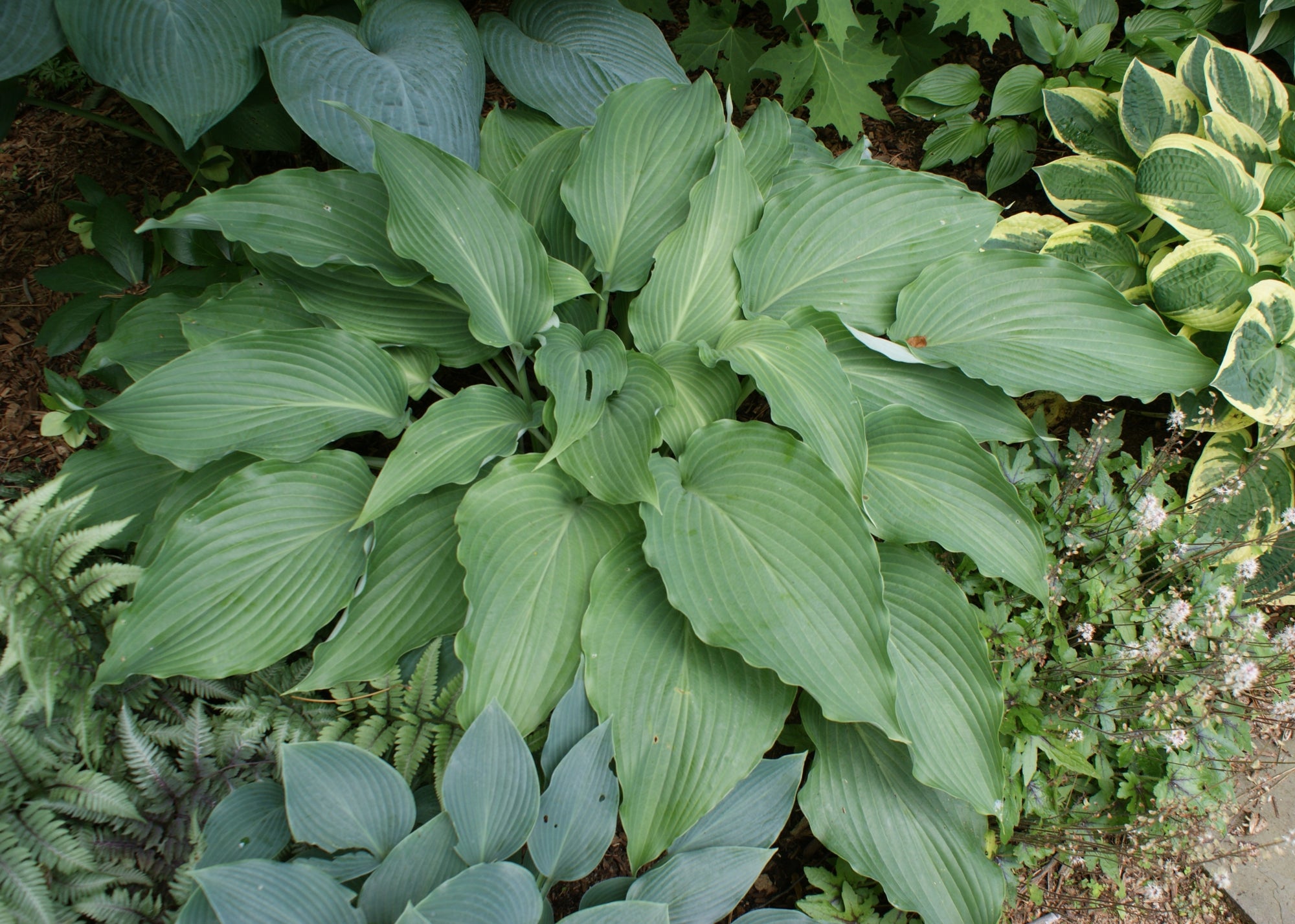 Buy Hostas With Rippled Foliage Add Structure and Contrast to the Shade ...