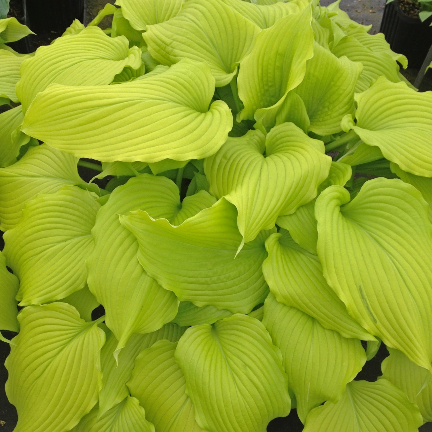 Buy Large Hosta Plants 23 to 29 Inches Tall – NH Hostas
