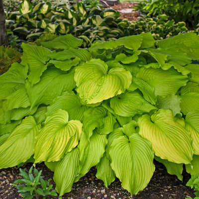 Buy Large Hosta Plants That Mature Between 23 to 29 Inches Tall – NH Hostas