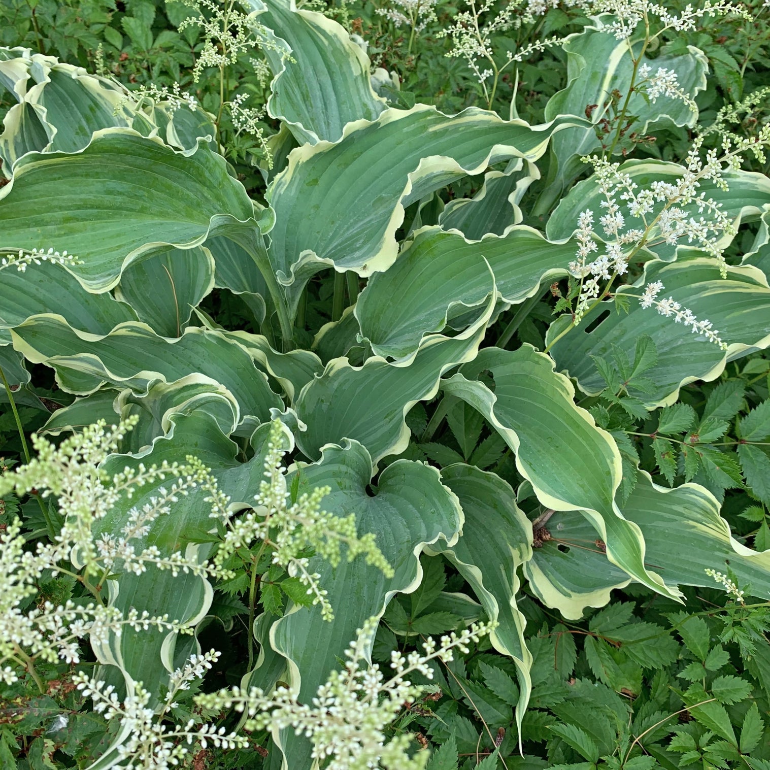 Dancing in the Moonlight PPAF Hosta - 4.5 Inch Container (NEW For 2024!) – NH Hostas