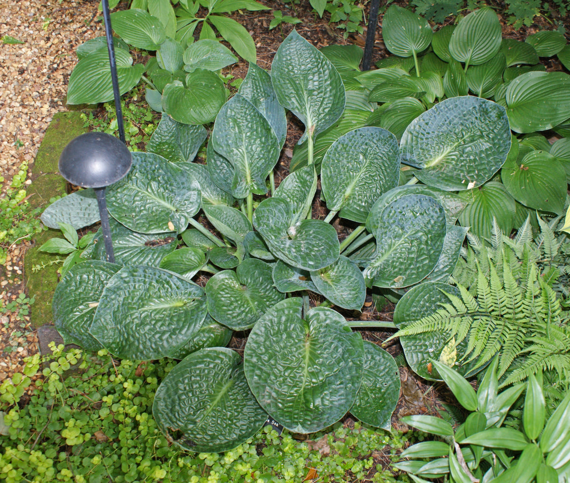 Hostas by Color | Choose Blue Green Gold White and Varigated Hostas ...