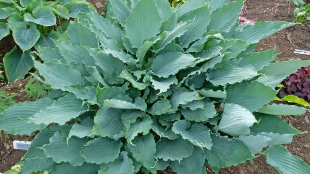 Deep Sea Dive Hosta – NH Hostas