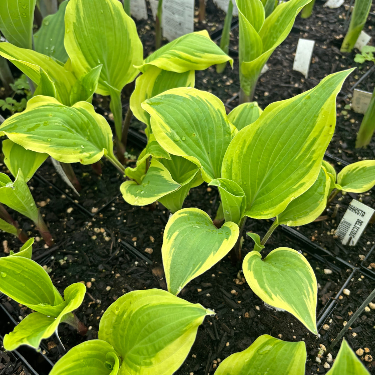 Delicious Hosta – NH Hostas