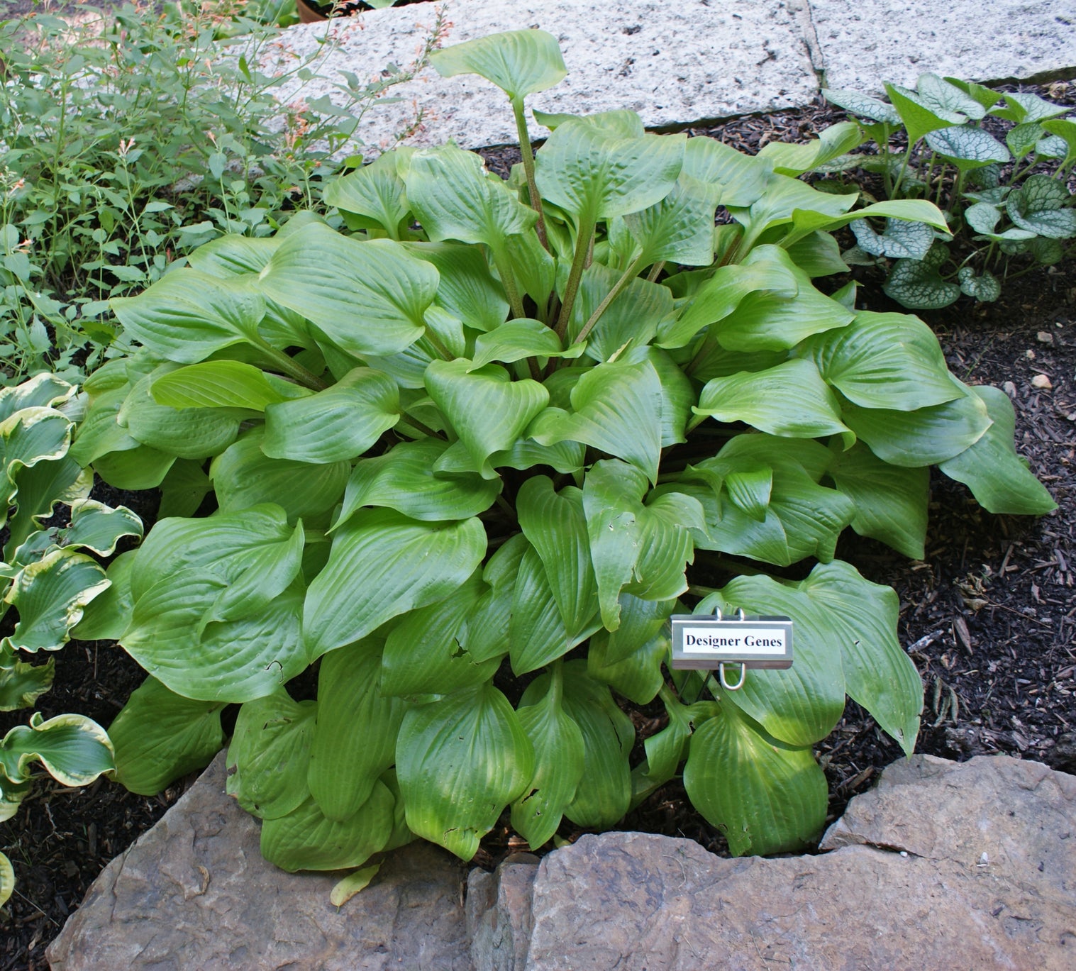 Designer Genes Hosta - Shade Perennial Small Hosta Plant – NH Hostas