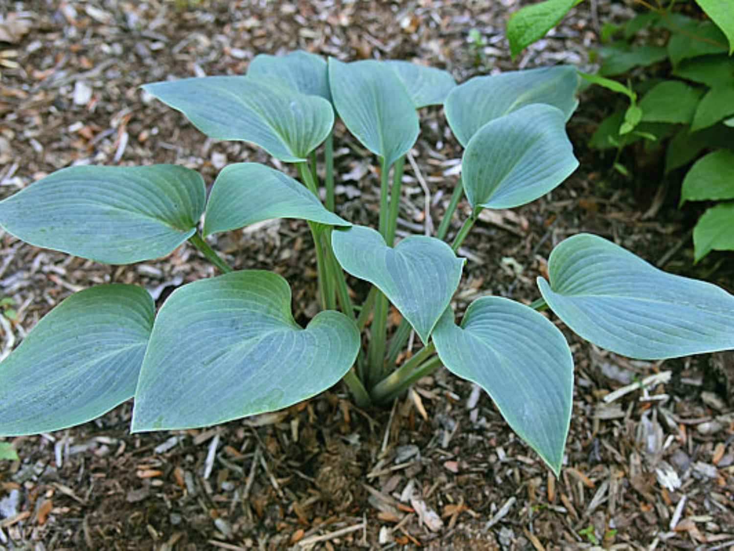 Devon Dream Hosta – NH Hostas