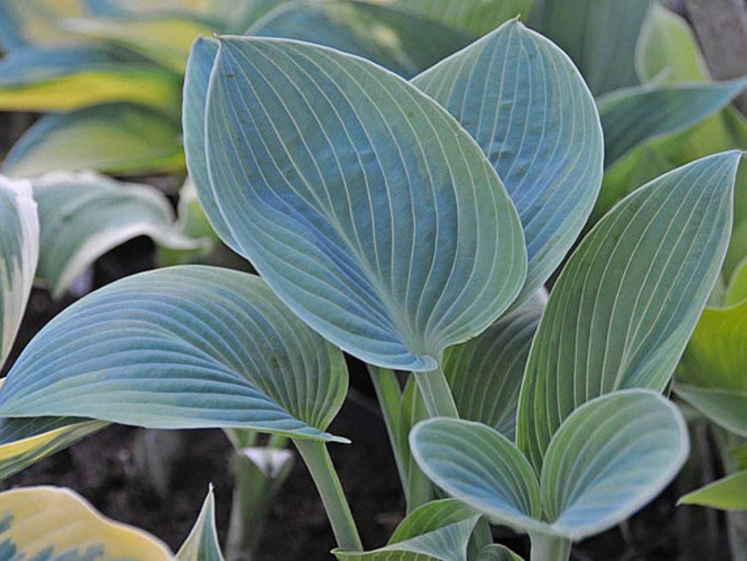 Devon Dream Hosta – NH Hostas