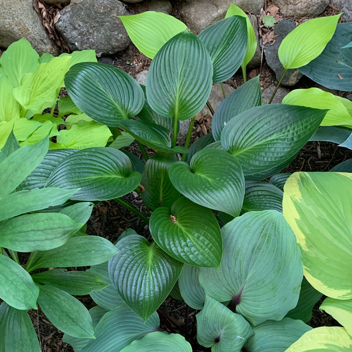 Devon Green Hosta - Shade Perennial Slug-Resistant Hosta Plant – NH Hostas