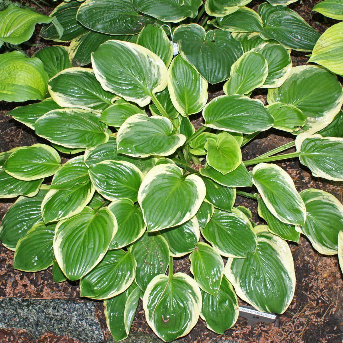 Diana Remembered Hosta- Shade Perennial Sun Tolerant Fragrant Hosta ...