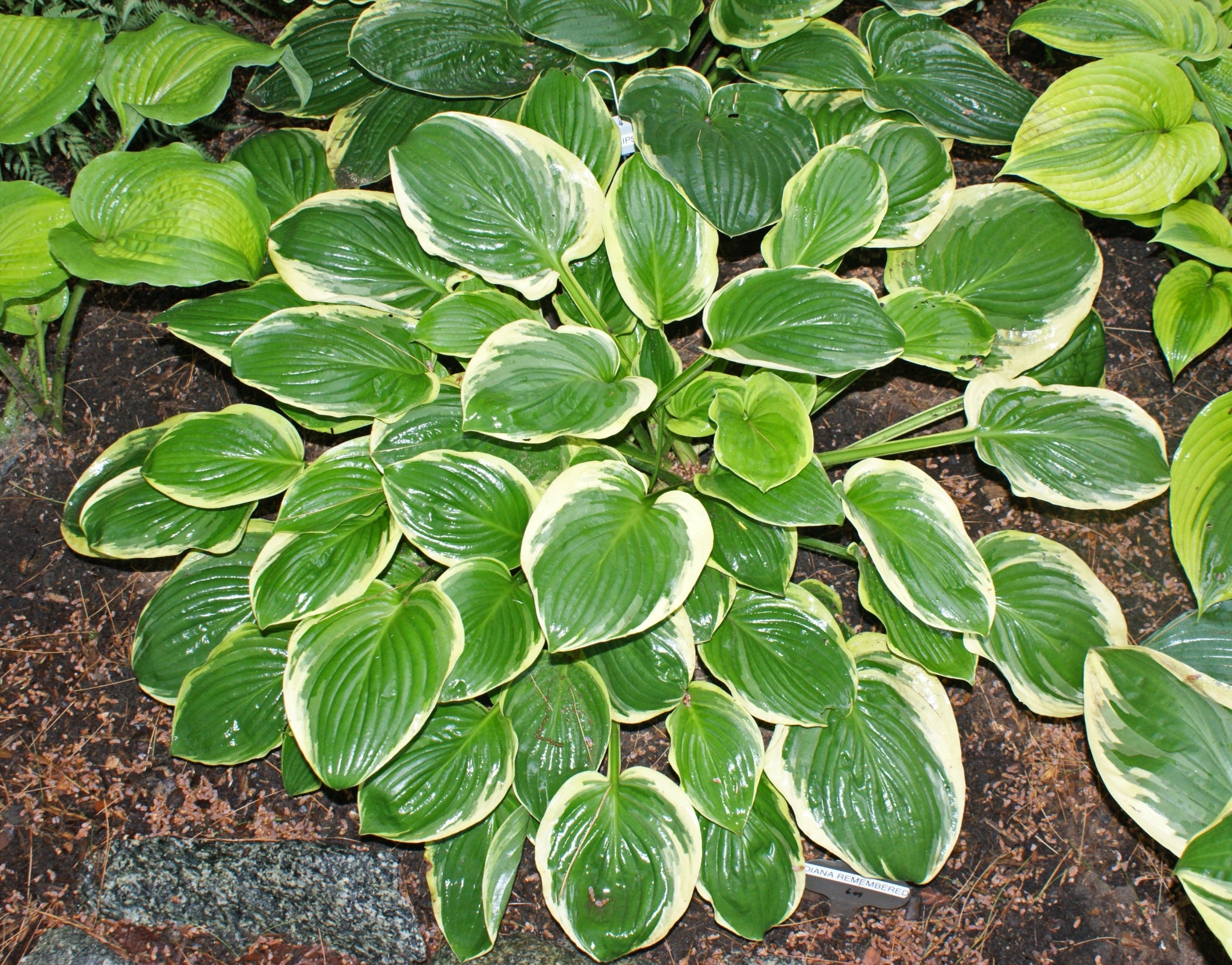 Buy Fragrant Hostas - Add Fragrance To Your Hosta Garden – NH Hostas
