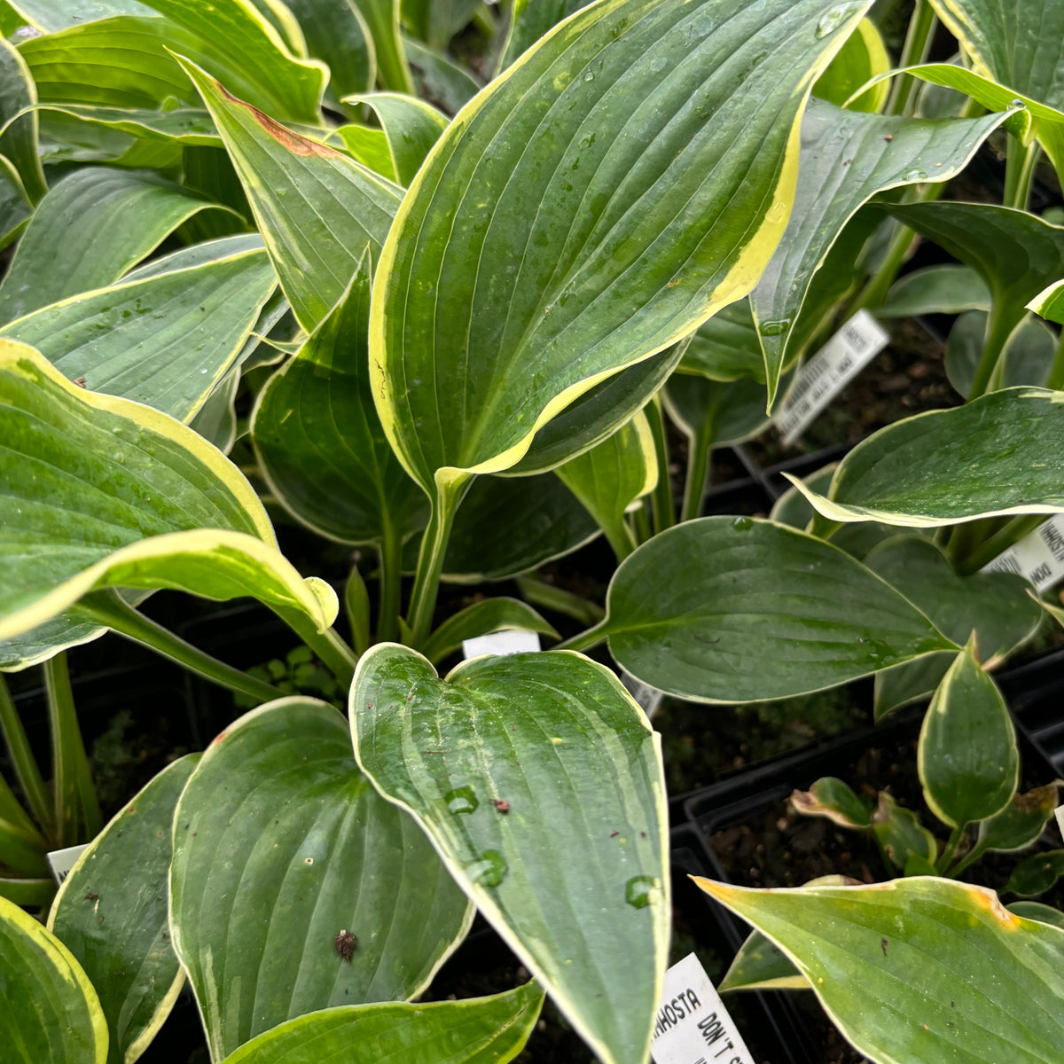 Don't Stop Believin Hosta - 4.5 Inch Container (NEW For 2024!) – NH Hostas