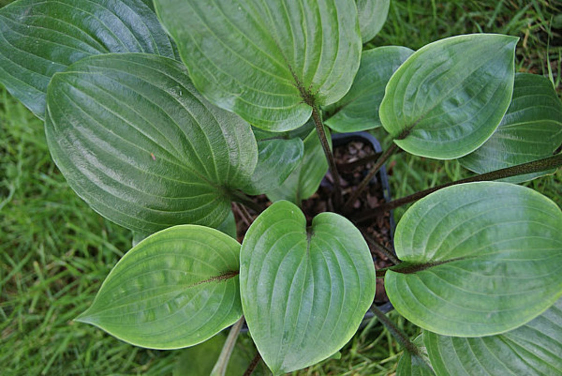 Buy Green Hostas In An Intriguing Variety Of Shades – NH Hostas