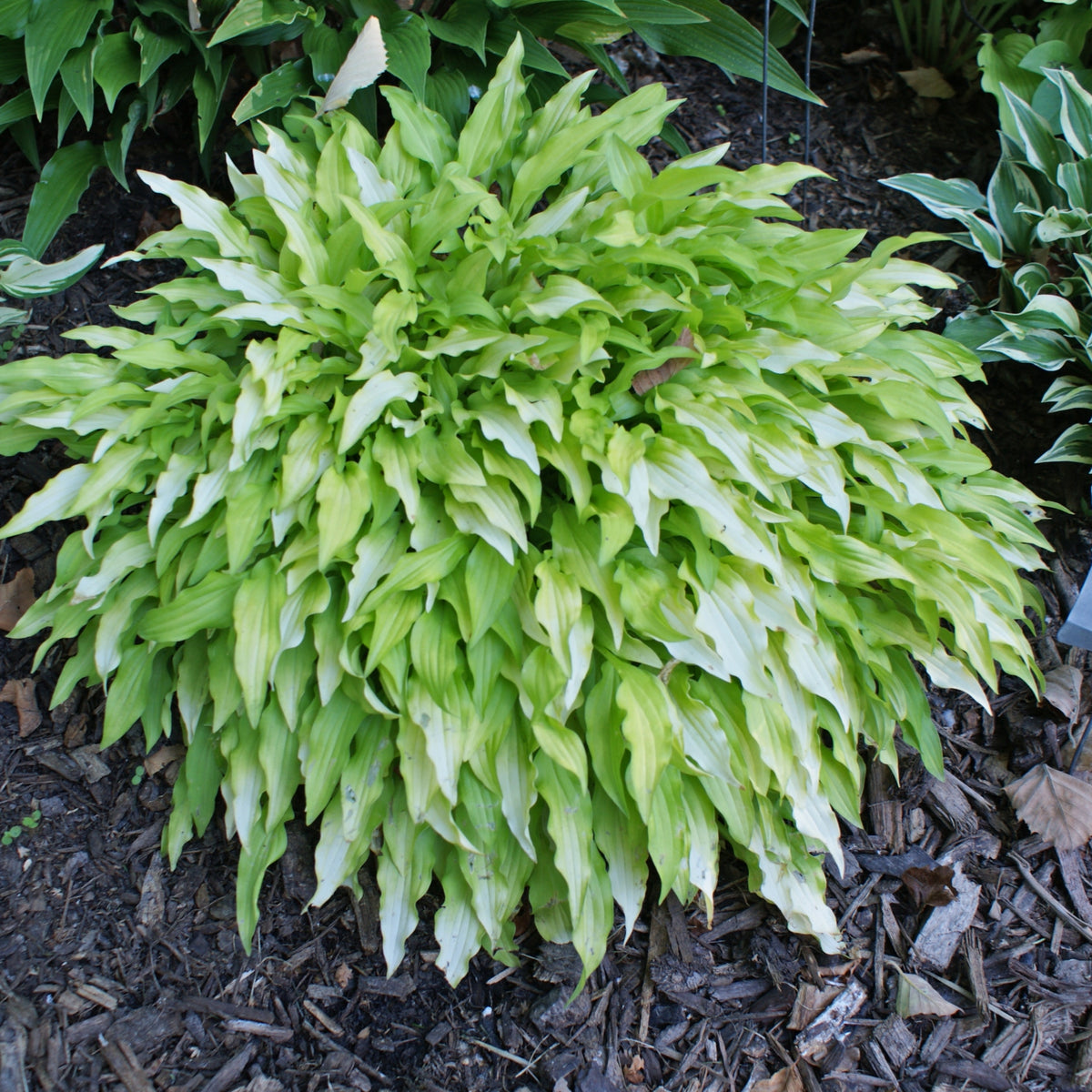 Dragon Tails Hosta - Shade Perennial Sun Tolerant Hosta Plant – NH Hostas