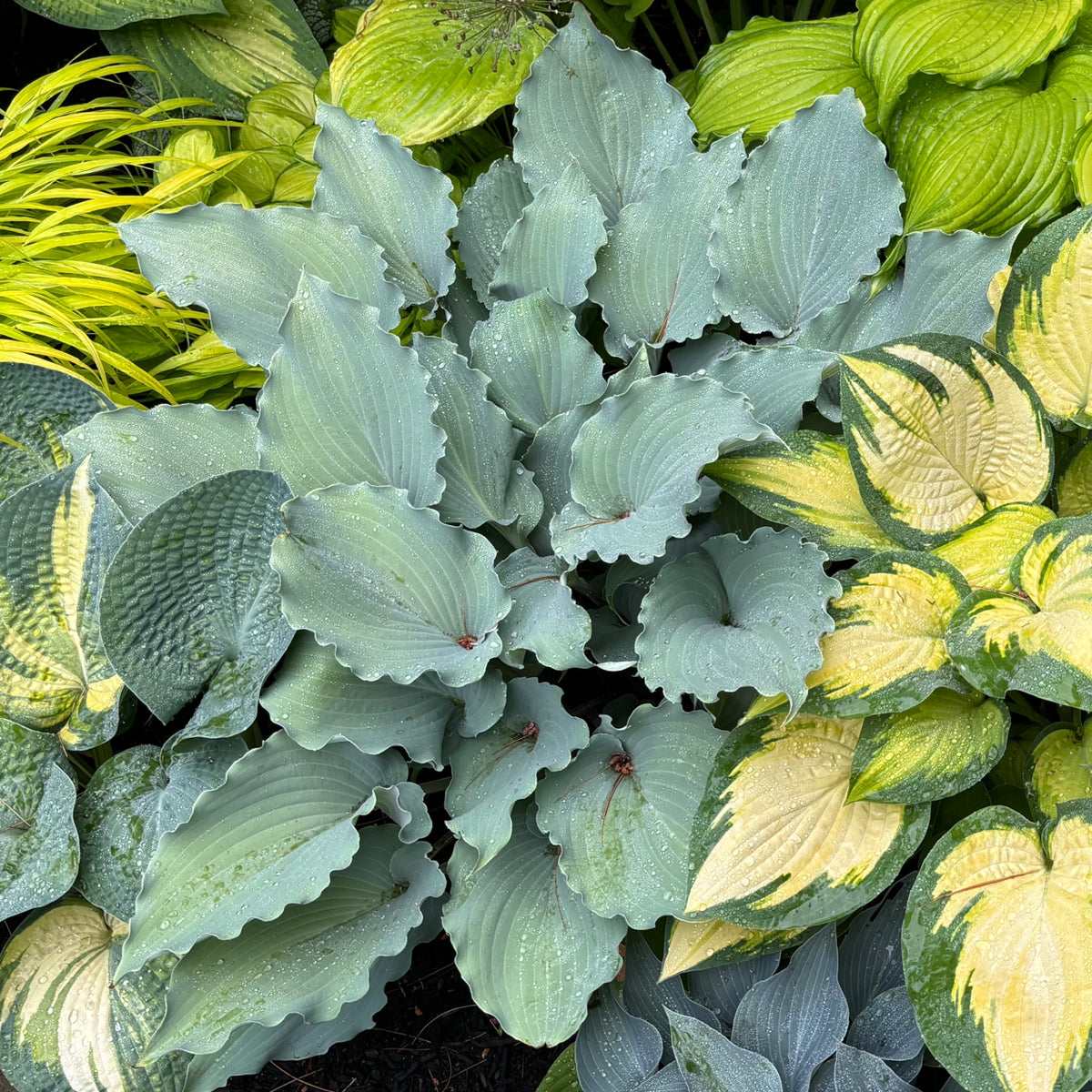 Dragon's Dream Hosta - 4.5 Inch Container – NH Hostas