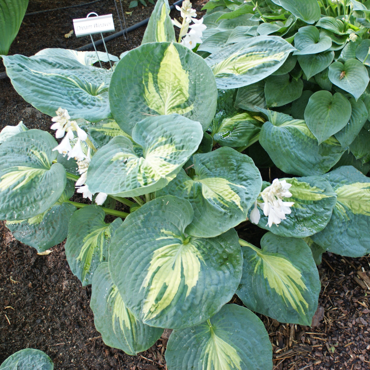 Dream Weaver Hosta - Giant Blue-Green Hosta Plant – NH Hostas