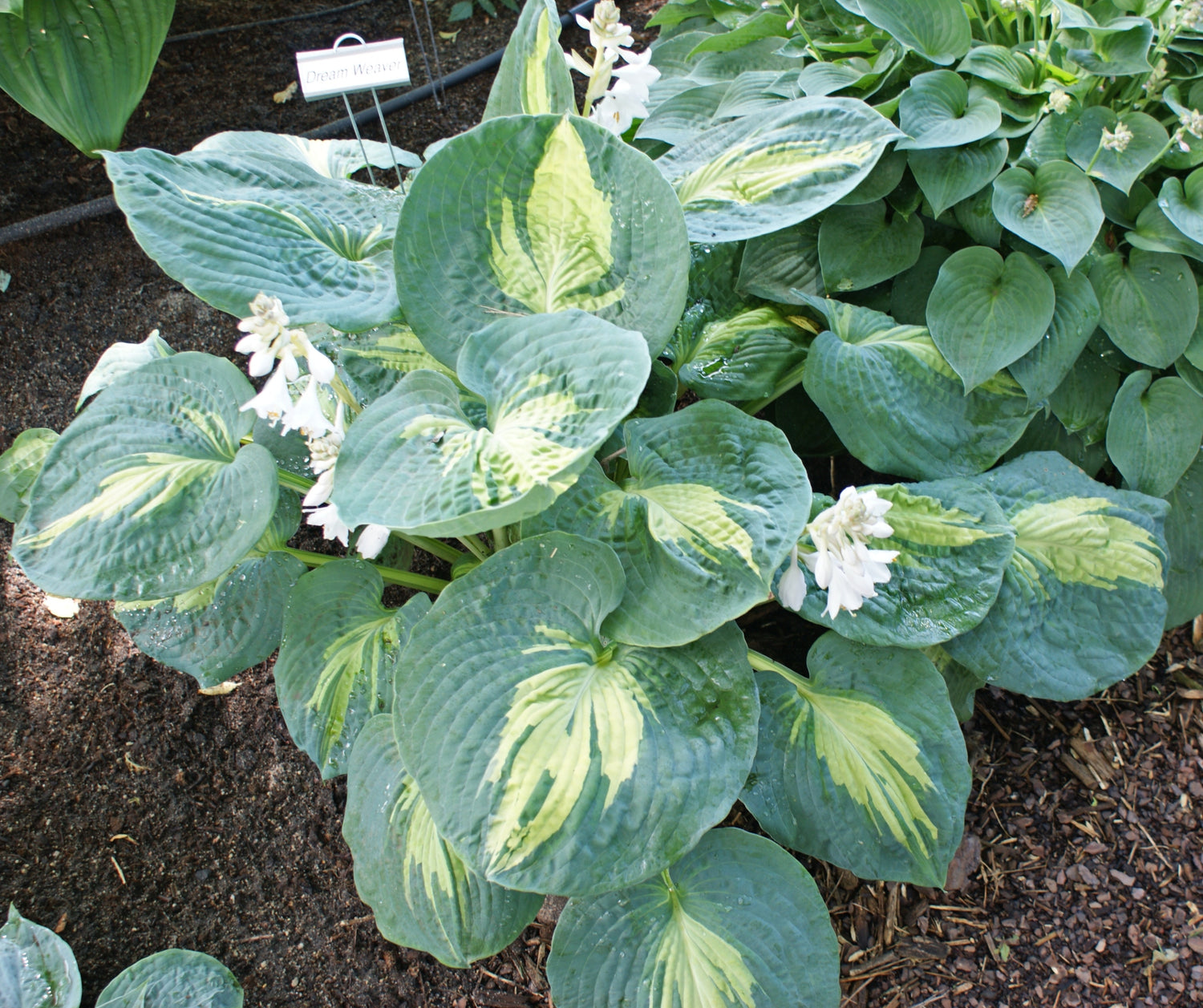 Buy Large Hosta Plants 23 to 29 Inches Tall – NH Hostas