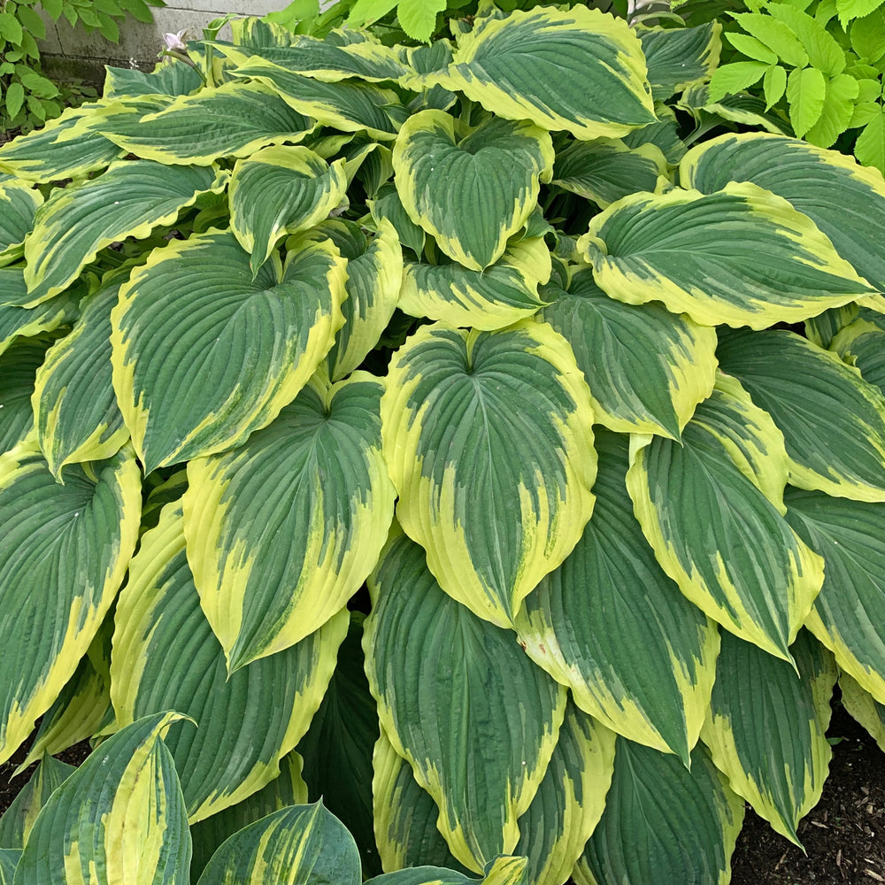 Buy Giant Hostas - Add Giant Hosta Cultivars - Big Hosta Plants Make An ...
