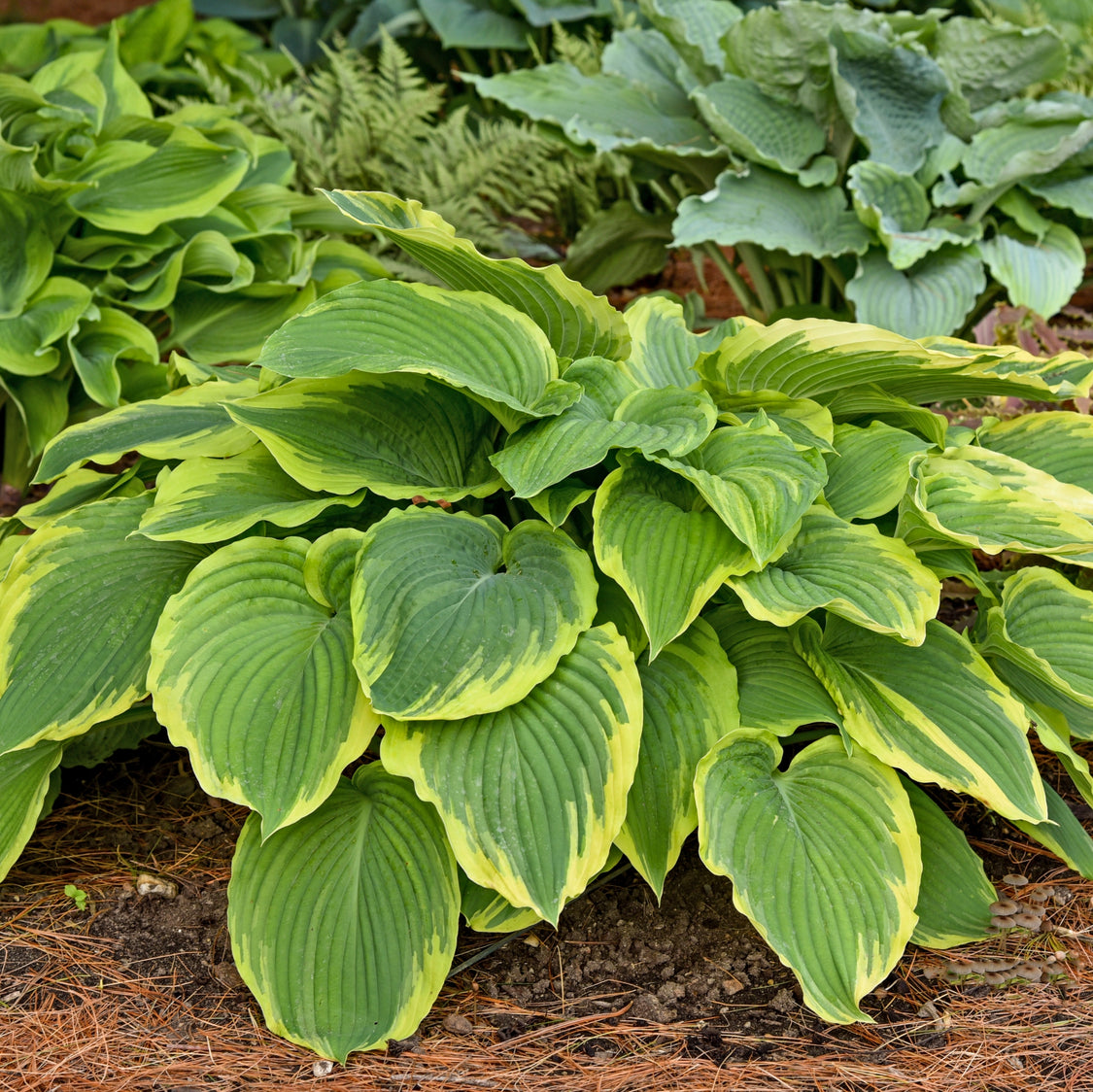 Buy Giant Hostas - Add Giant Hosta Cultivars - Big Hosta Plants Make An ...