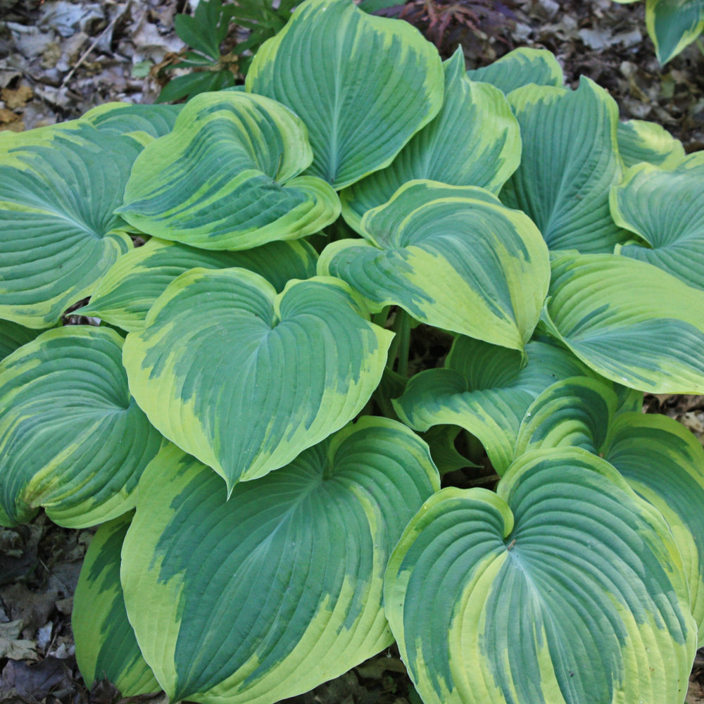 Buy Giant Hostas - Add Giant Hosta Cultivars - Big Hosta Plants Make An ...