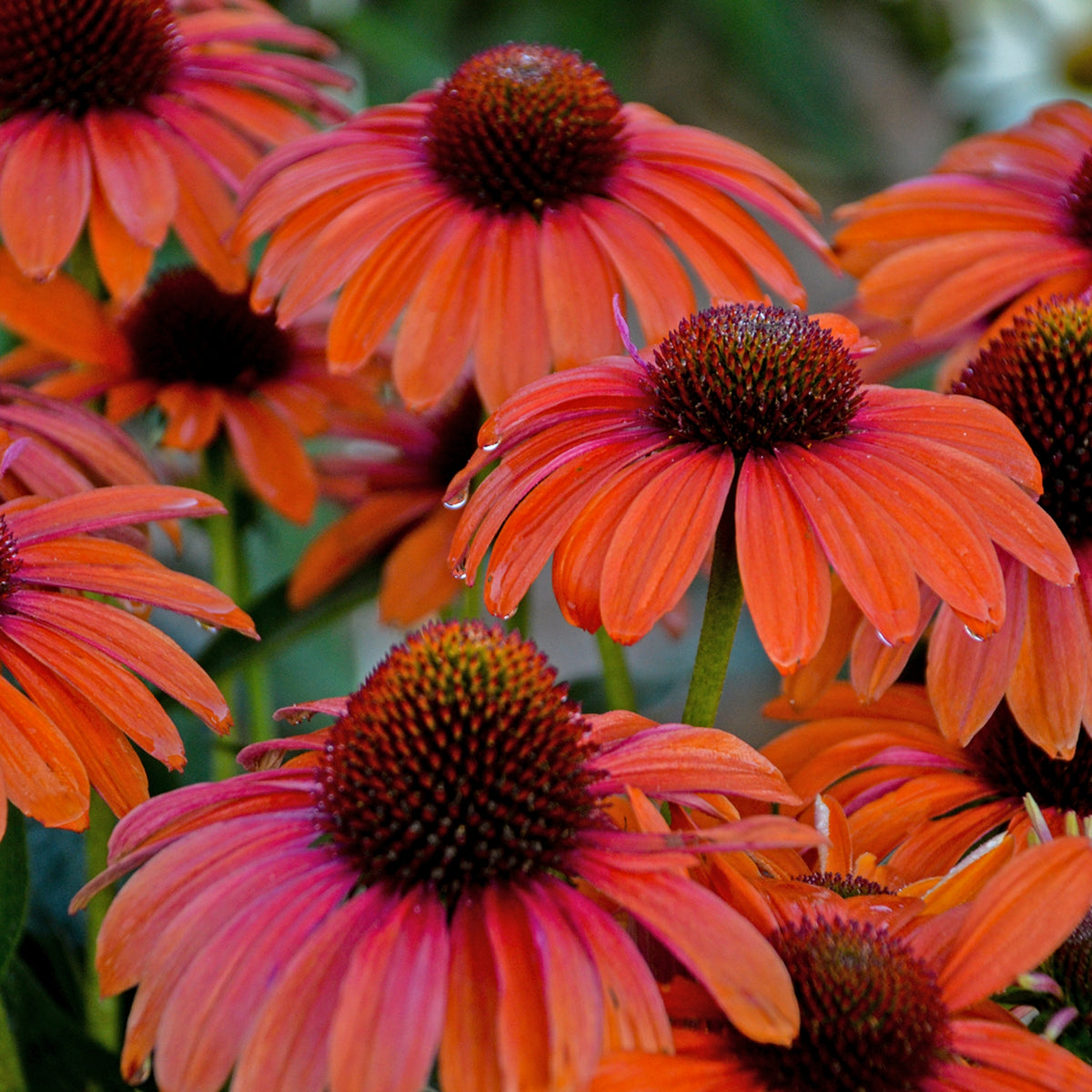 Echinacea 'Orange You Awesome' PP32105 - 65mm Elle Plug (NEW For 2023 ...