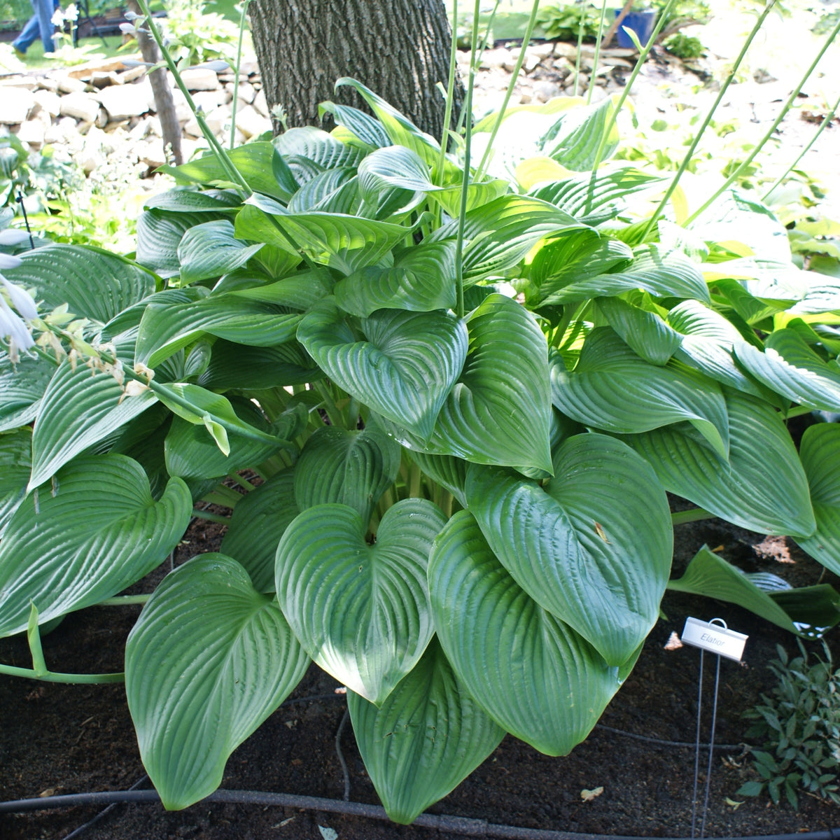 Elatior Hosta – NH Hostas