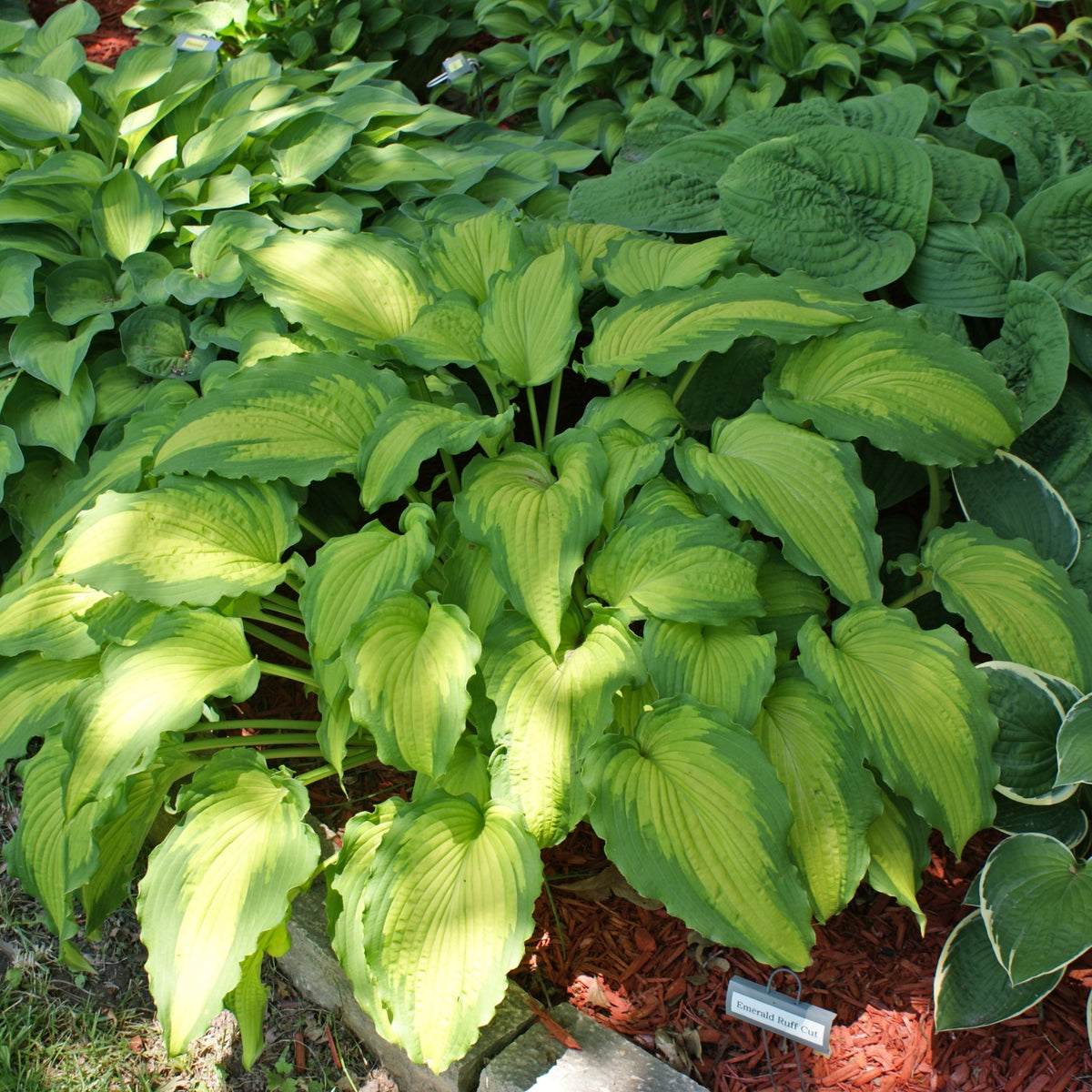 Emerald Ruff Cut Hosta - Shade Perennial Gold and Green Hosta Plant ...