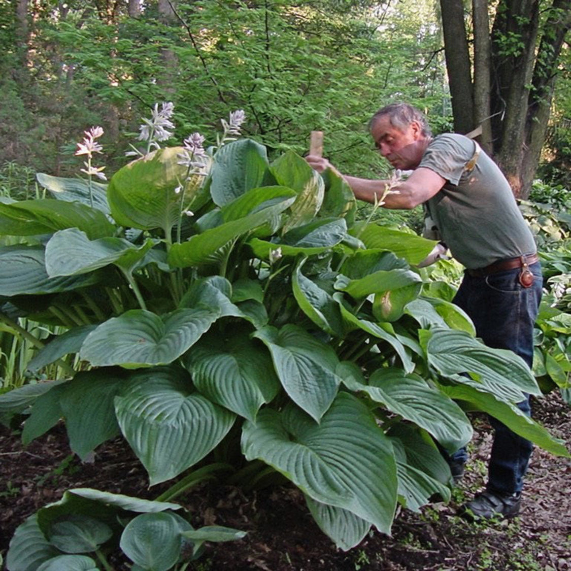 Empress Wu Hosta - Jumbo Green Hosta Plant – NH Hostas