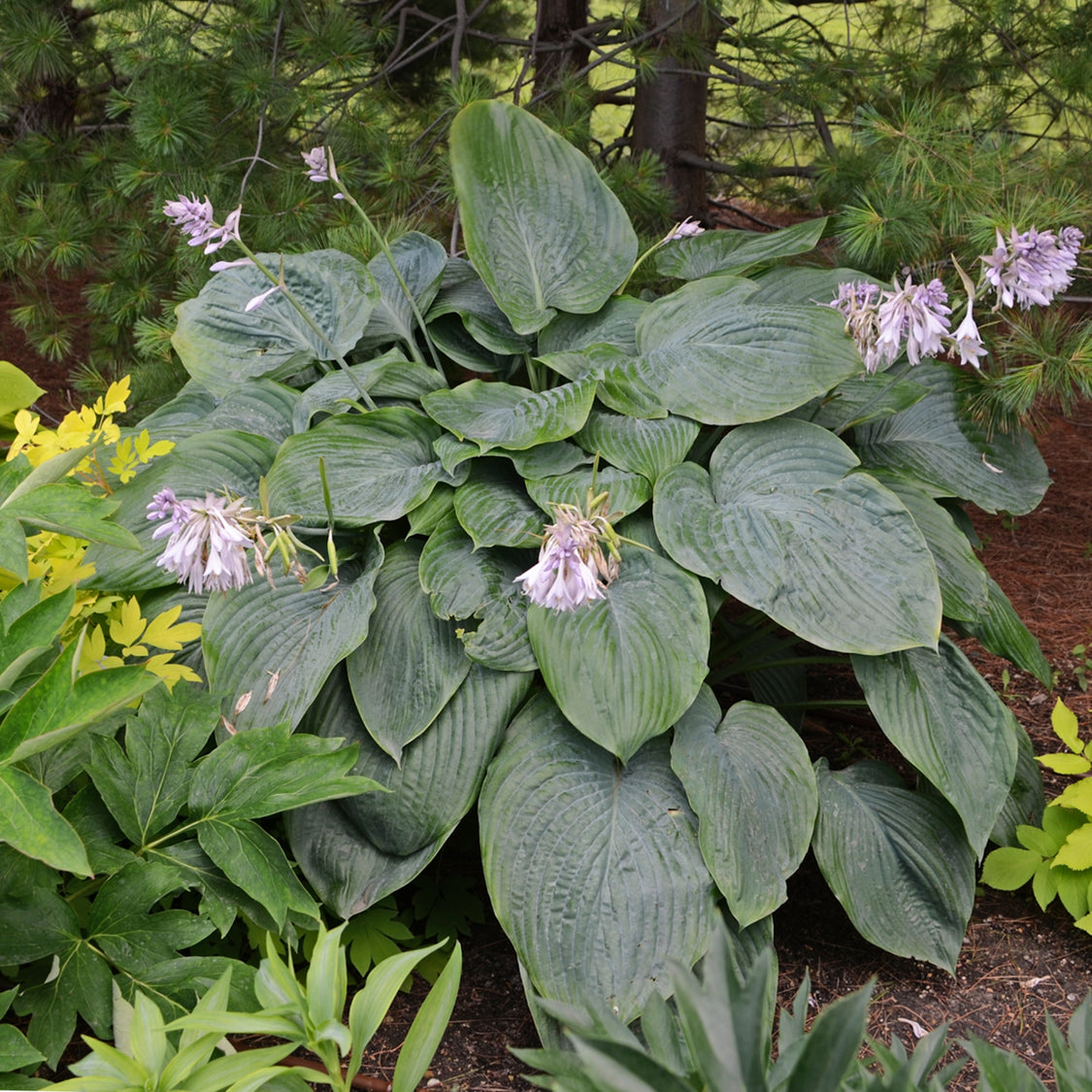 Buy Giant Hostas - Add Giant Hosta Cultivars - Big Hosta Plants Make An ...