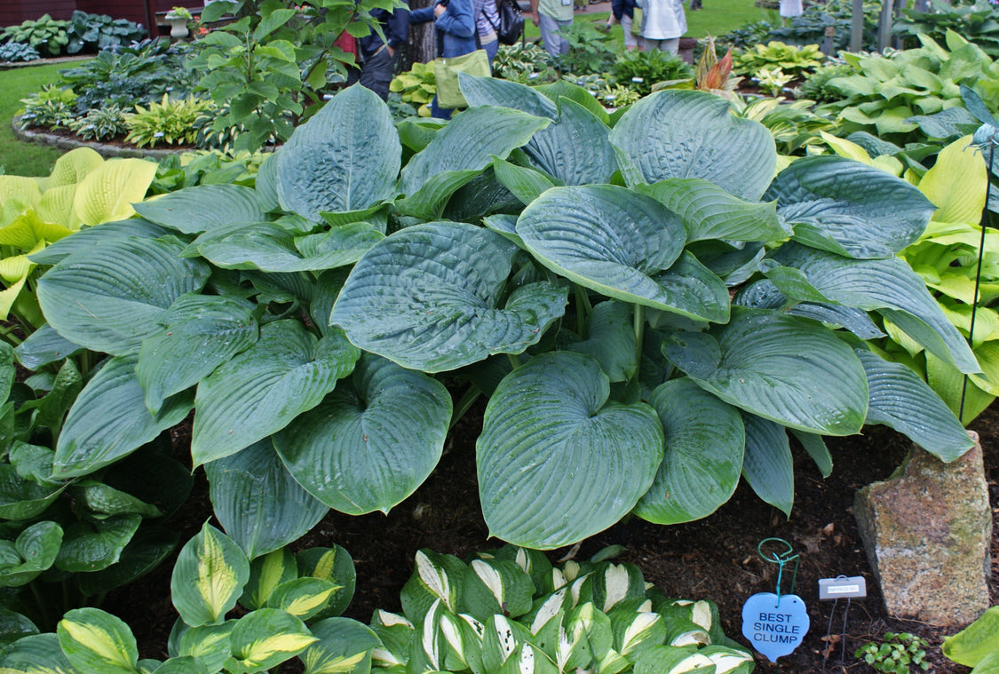 Empress Wu Hosta - Jumbo Green Hosta Plant – NH Hostas
