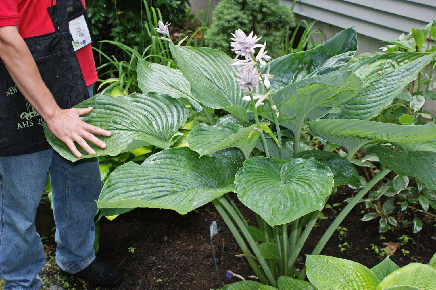 Empress Wu Hosta - Jumbo Green Hosta Plant – NH Hostas