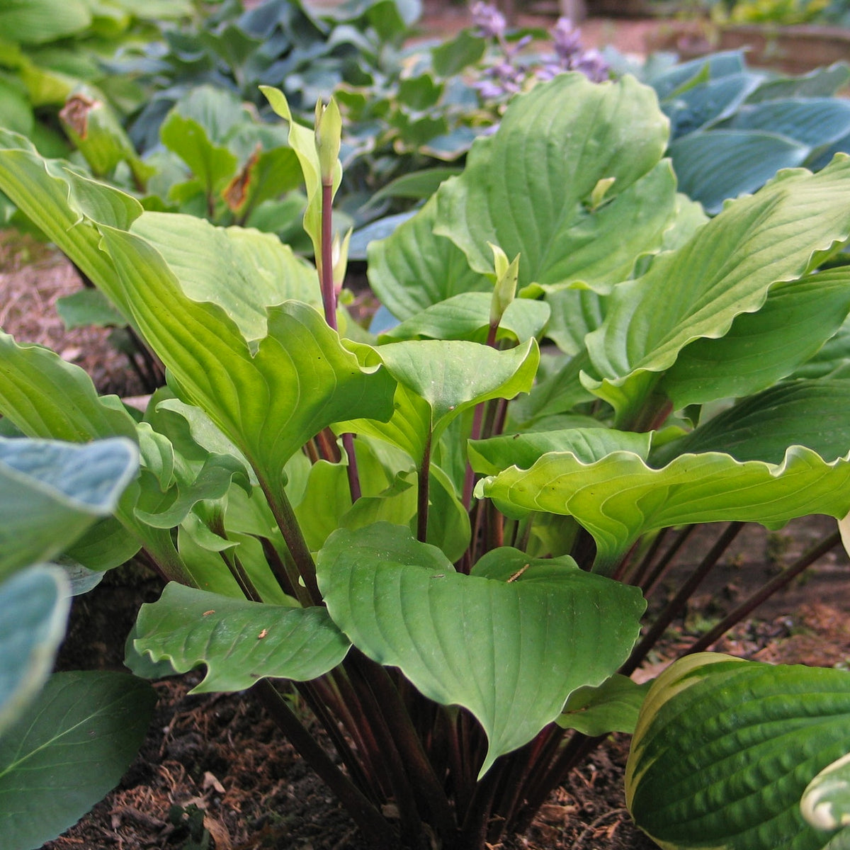 Endless Gift Hosta - 4.5 Inch Container (NEW For 2024!) – NH Hostas