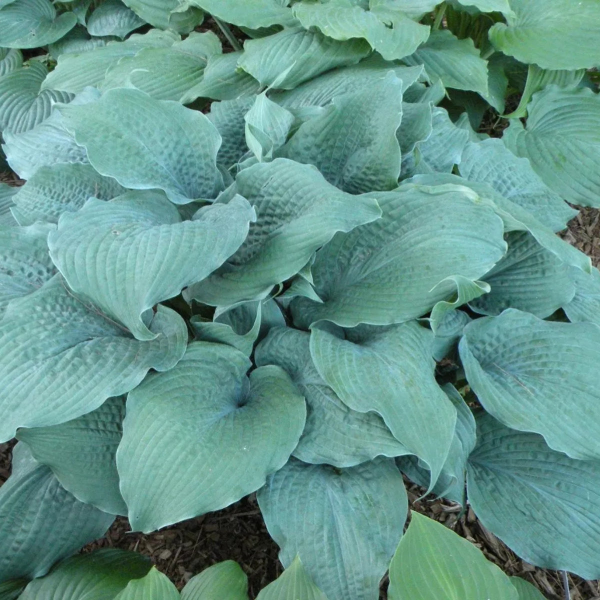 Epic Blue Wave Hosta – NH Hostas