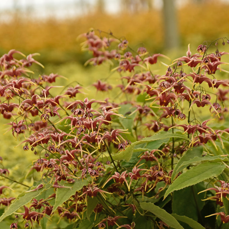 Buy Epimedium Plants - Easy To Grow Ground Cover Flowering Perennials ...