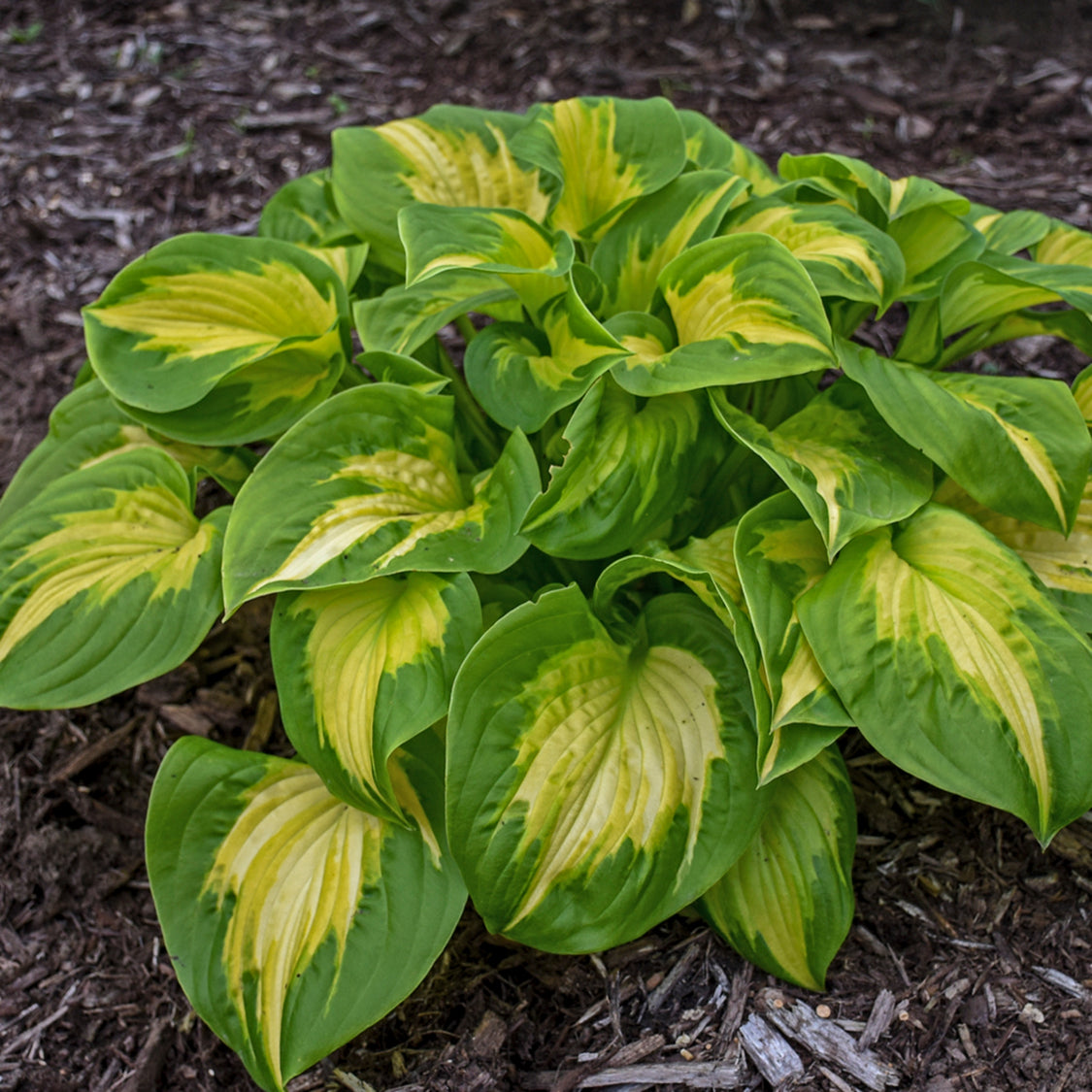 Fascinating Hosta Varieties | Add Instant Impact To Your Summer Garden ...