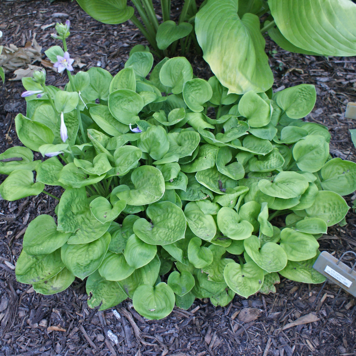 Eye Catcher Hosta - Shade Perennial Small Gold Hosta Plant – NH Hostas