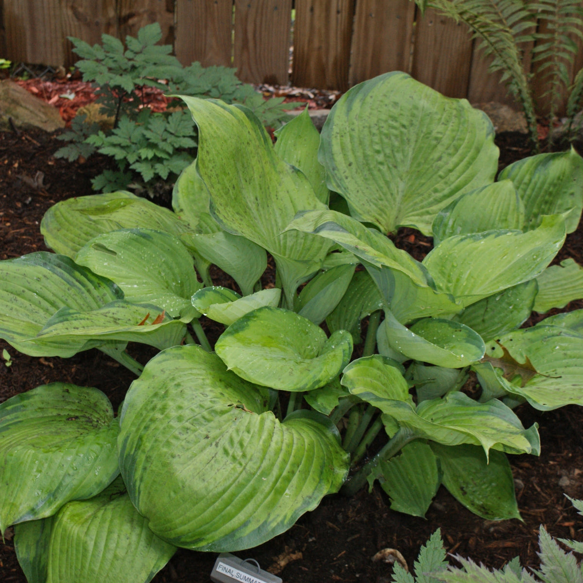 Final Summation Hosta - Shade Perennial Giant Hosta Plant – NH Hostas