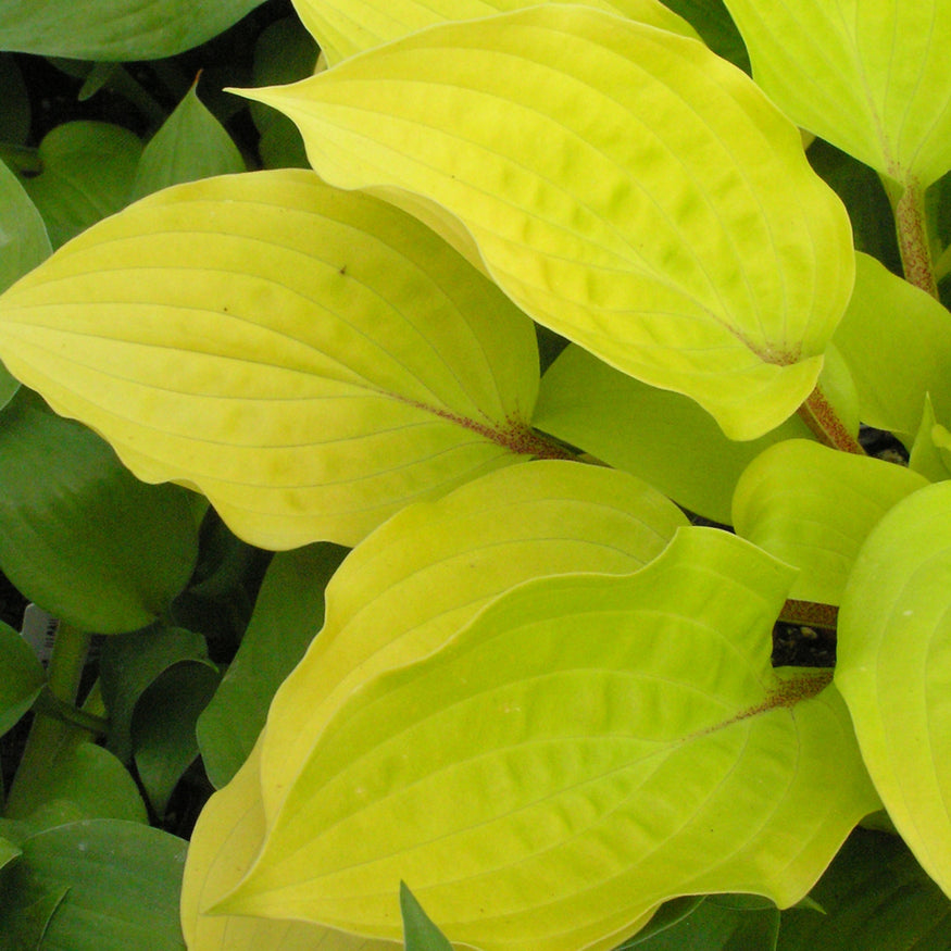 Buy Red Petiole Hostas - Unusual Hosta Plants With Red Stems – NH Hostas