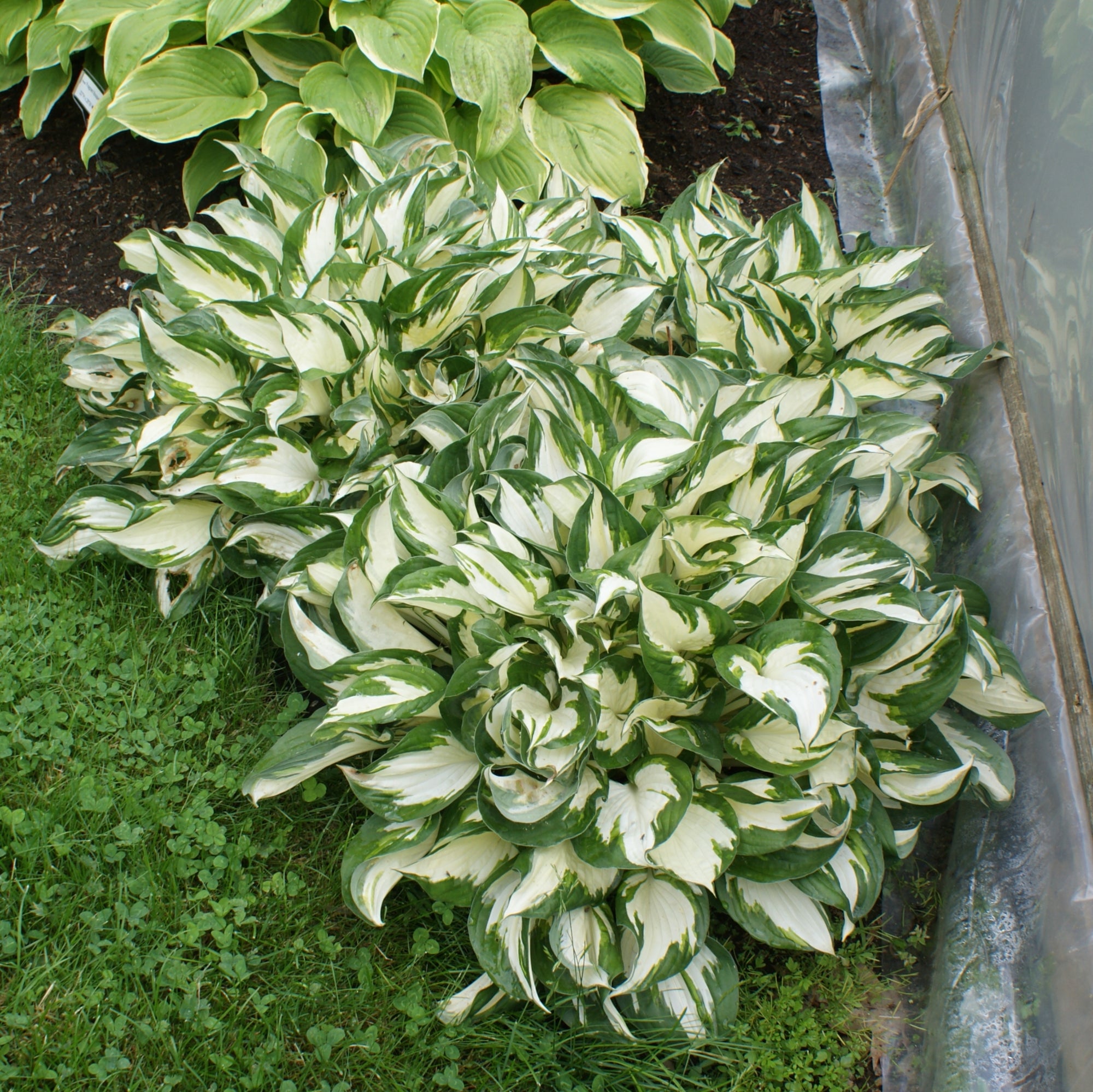 Buy Small Hosta Plants Online - 9 To 14 Inches Tall – NH Hostas