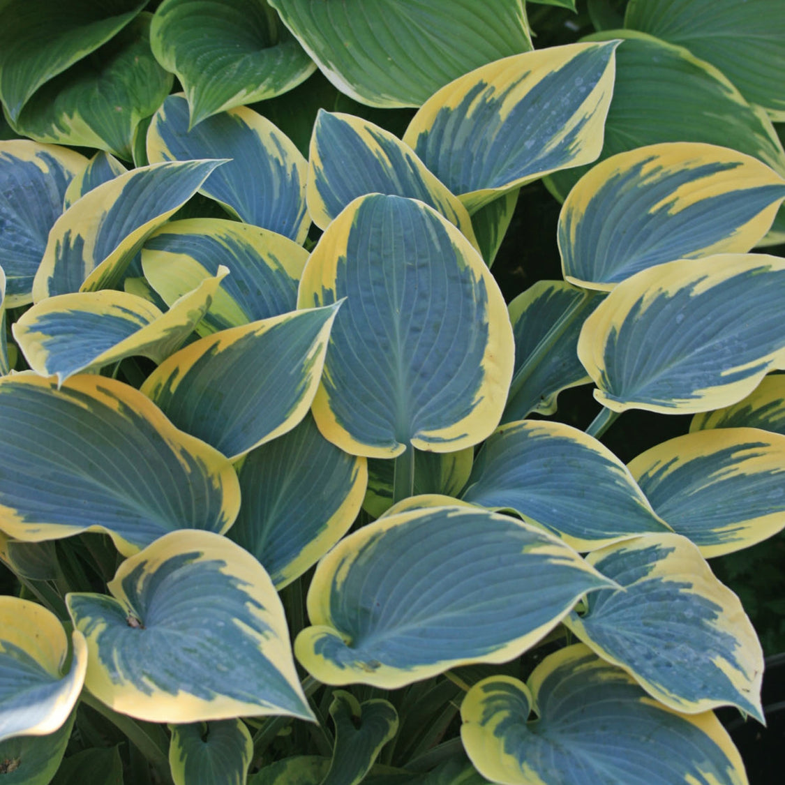 Hostas by Color | Choose Blue Green Gold White and Varigated Hostas ...