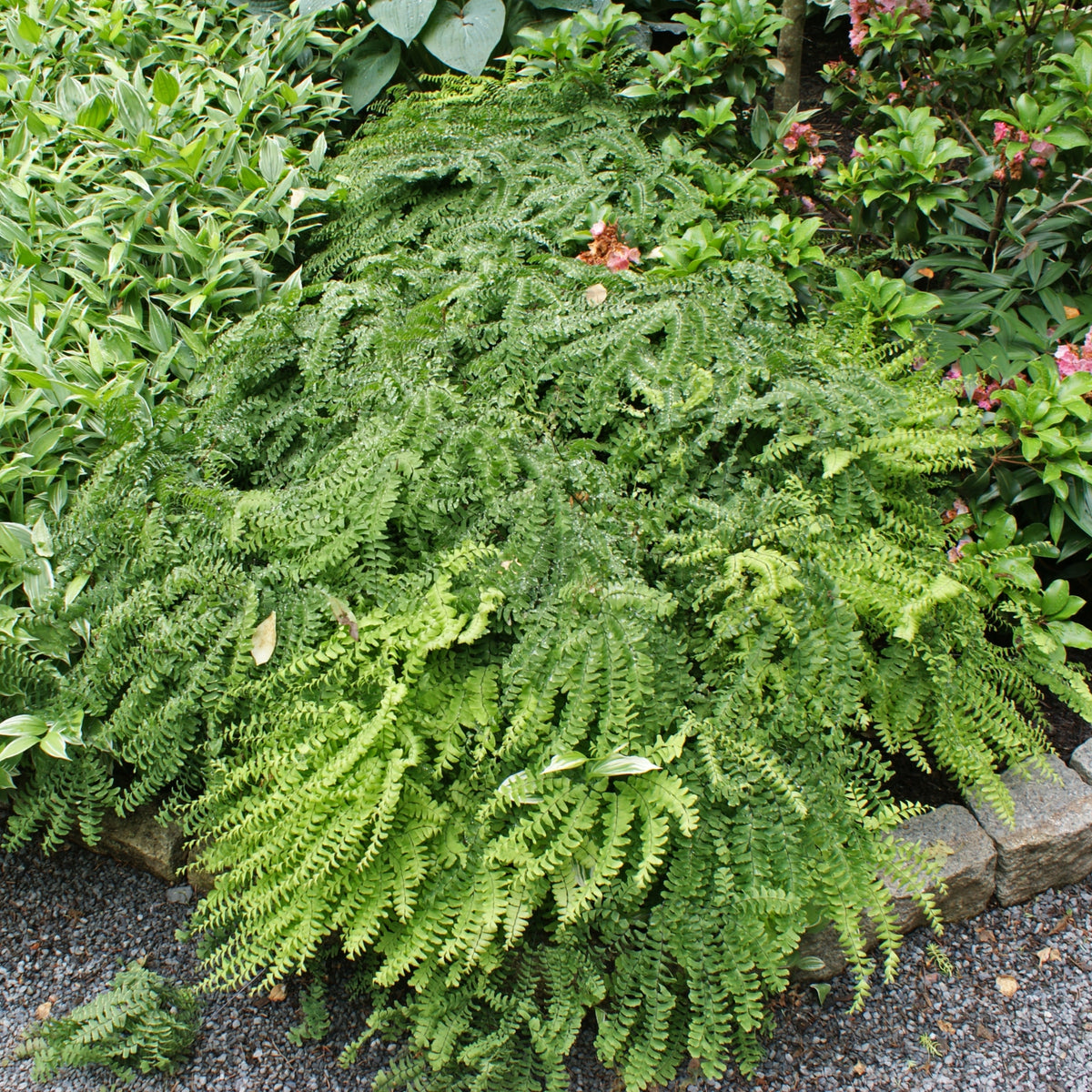 Five-Fingered Maidenhair Fern - Shade Perennial Hardy Fern Plant – NH ...