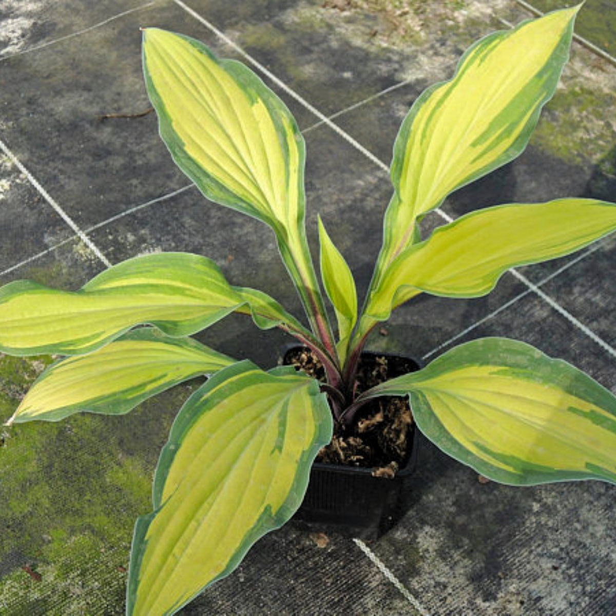Flemish Beauty Hosta – NH Hostas