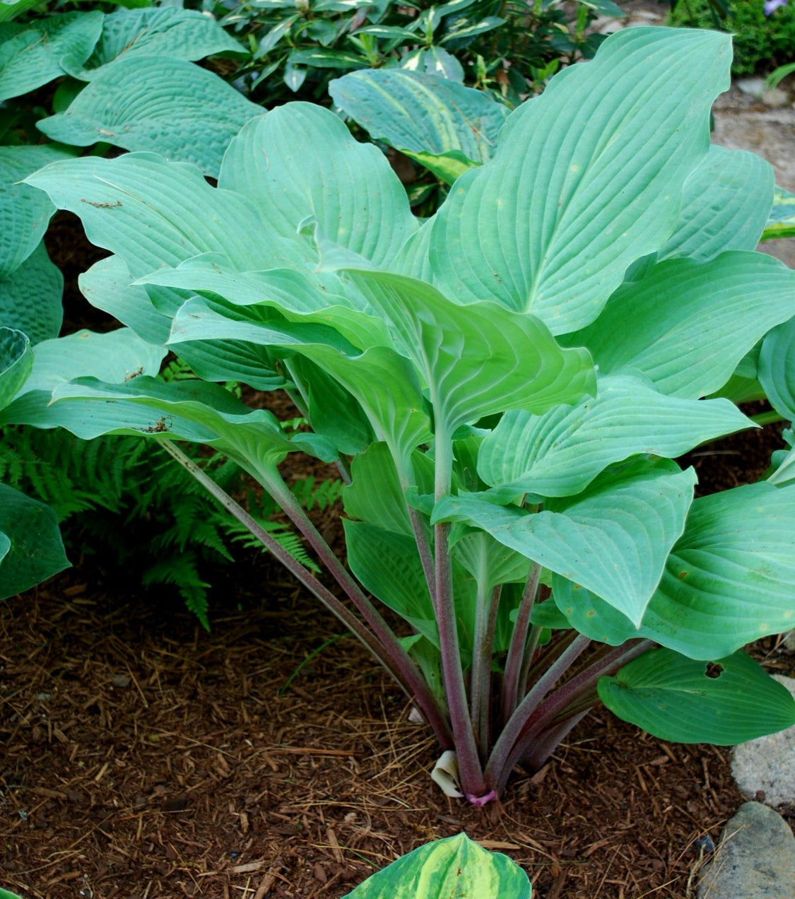 Buy Red Petiole Hostas - Unusual Hosta Plants Have Red Stems – NH Hostas
