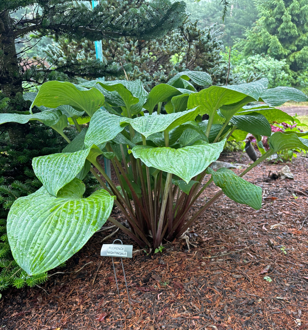 Buy Red Petiole Hostas - Unusual Hosta Plants Have Red Stems – NH Hostas