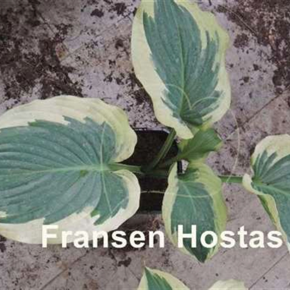 For Loved Ones Hosta – NH Hostas