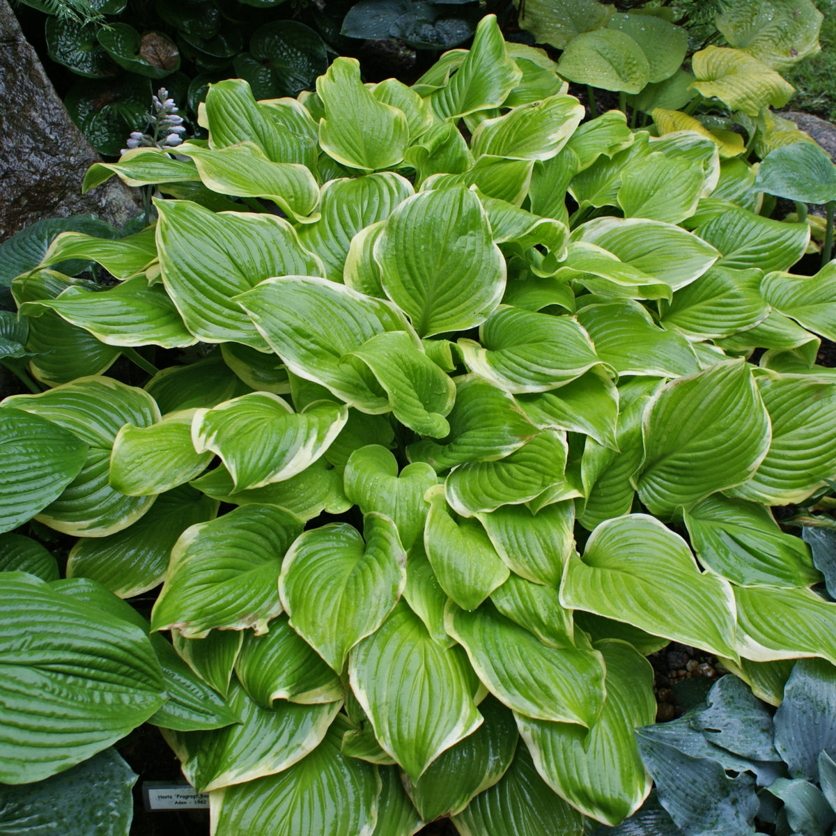 Fragrant Bouquet Hosta - Shade Perennial Fragrant Hosta Plant – NH Hostas
